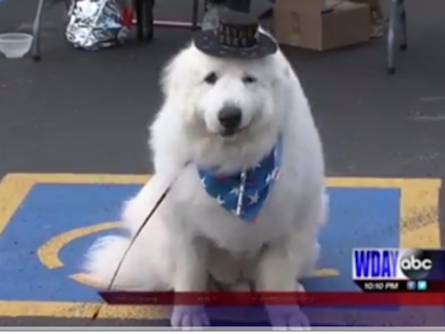 Dog elected as mayor of Minnesota town - KSHB.com 41 Action News